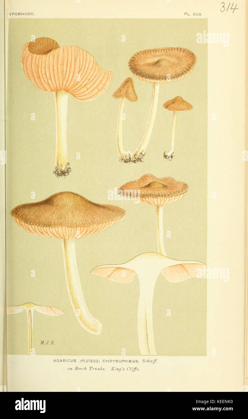 Illustrations of British Fungi (Hymenomycetes), to serve as an atlas to ...