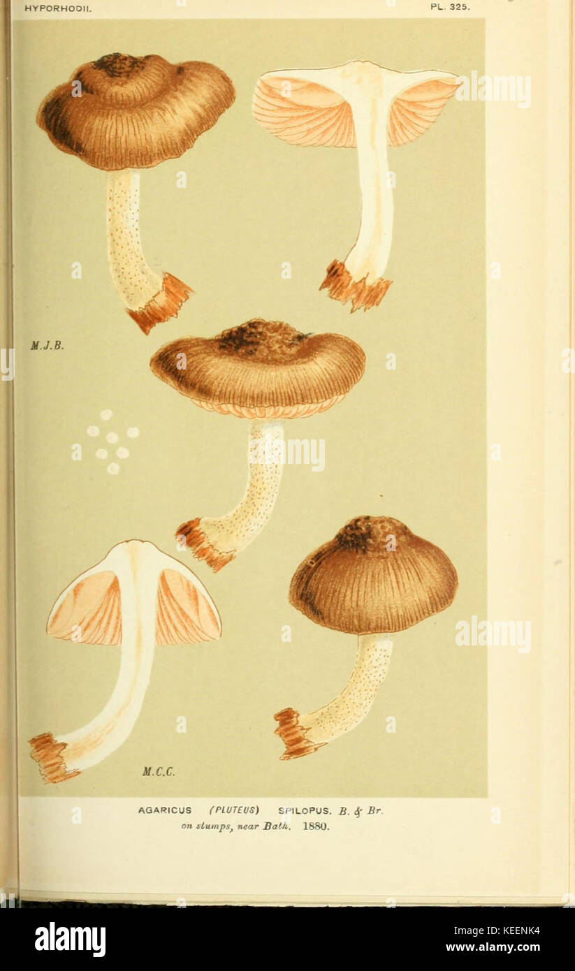 Illustrations of British Fungi (Hymenomycetes), to serve as an atlas to ...