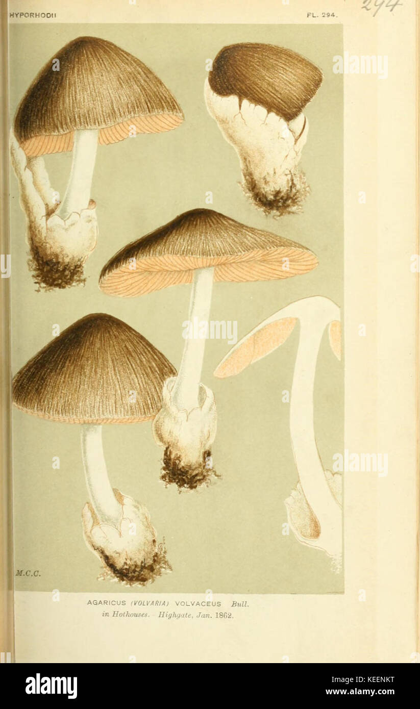 Illustrations of British Fungi (Hymenomycetes), to serve as an atlas to ...
