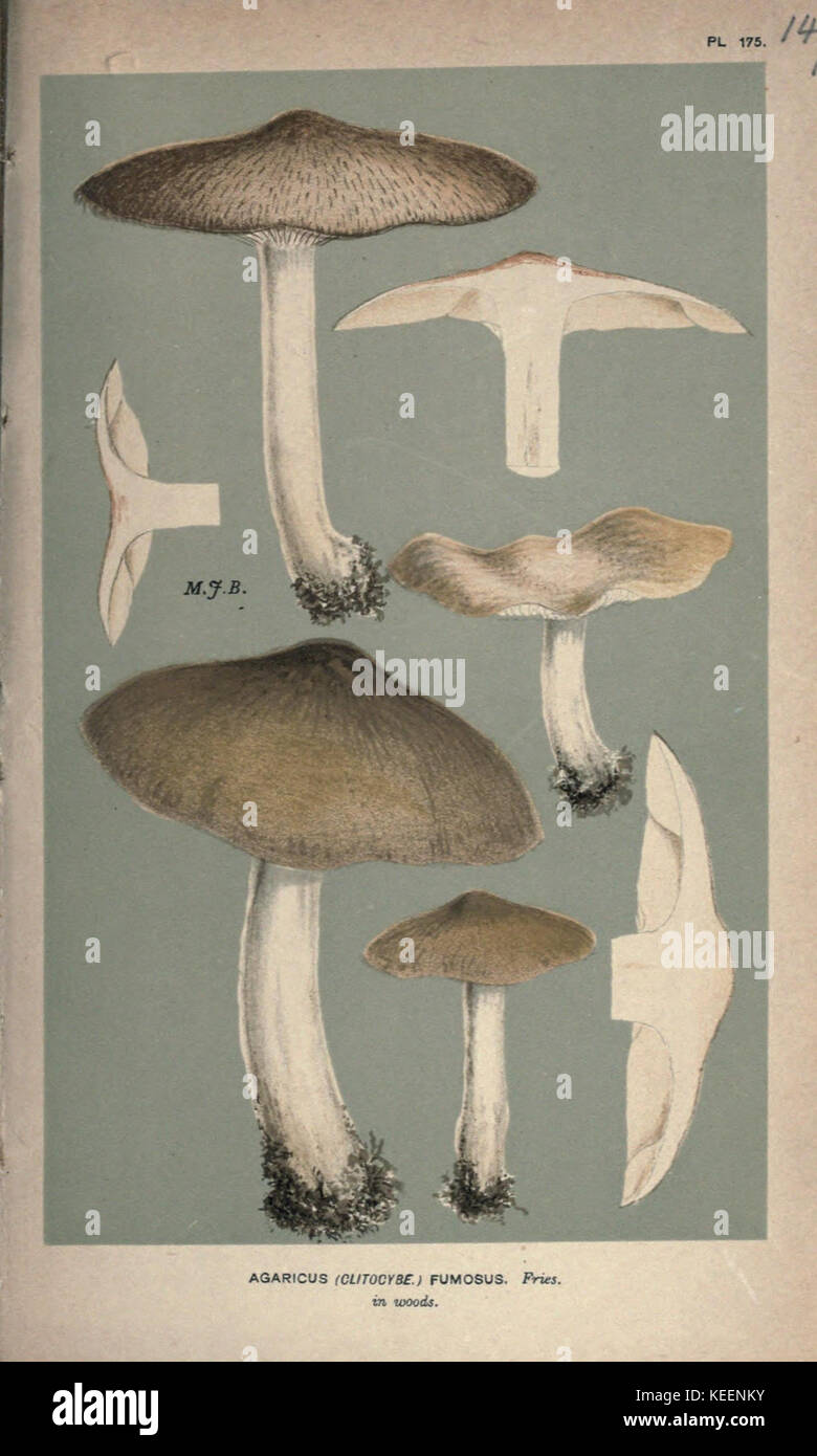 This illustration is part of an atlas to the Handbook of British Fungi ...