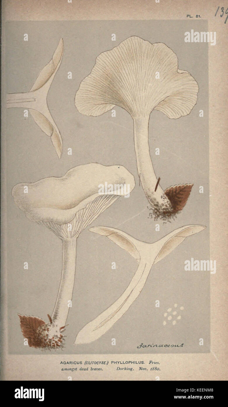 Illustrations of British Fungi (Hymenomycetes), to serve as an atlas to ...