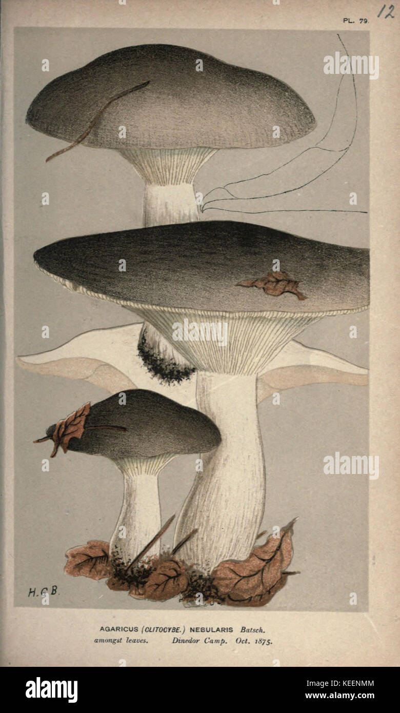 Illustrations of British Fungi (Hymenomycetes), to serve as an atlas to ...