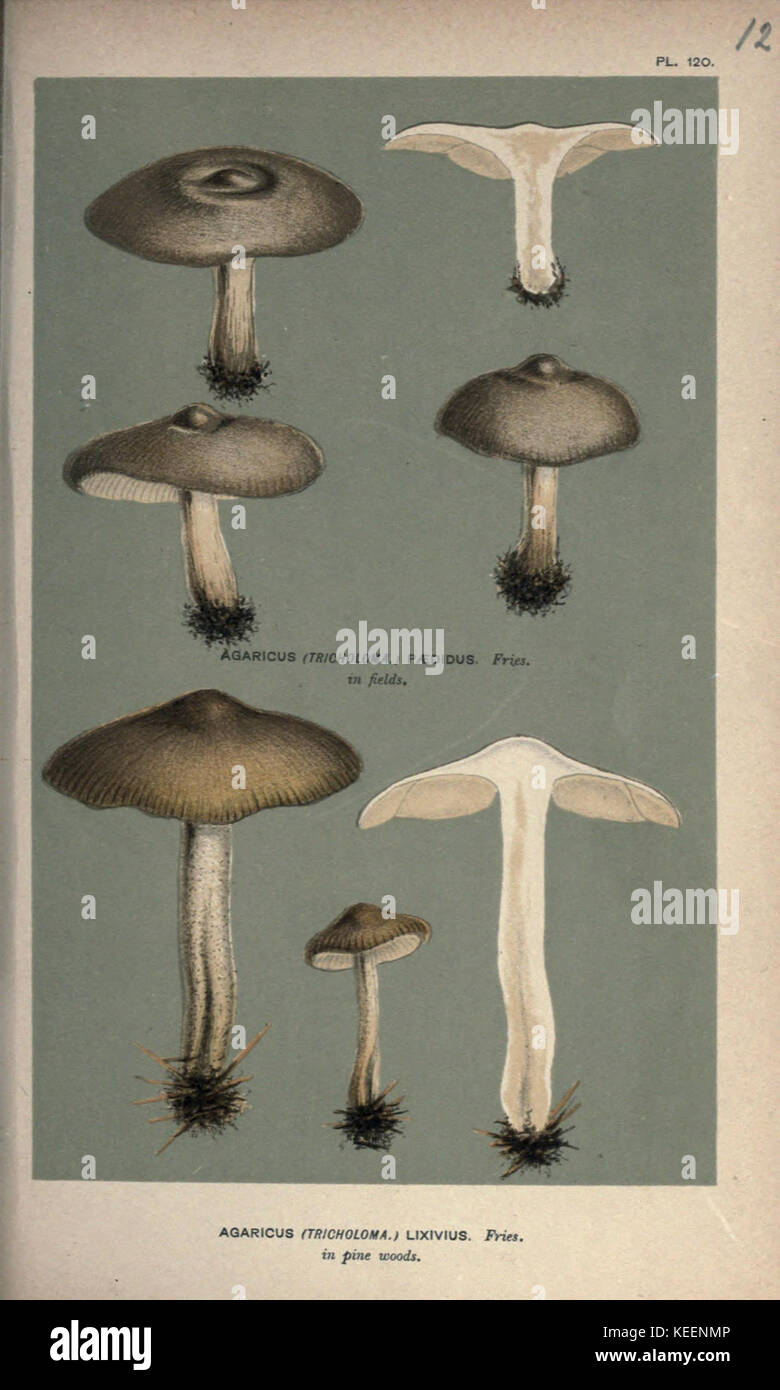 Illustrations of British Fungi (Hymenomycetes), to serve as an atlas to ...