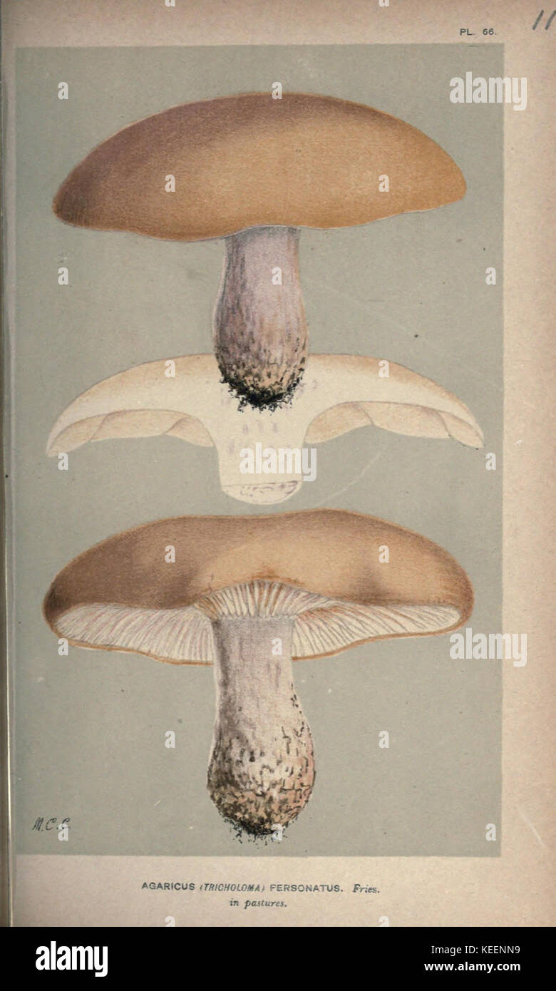 Illustrations of British Fungi (Hymenomycetes), to serve as an atlas to ...