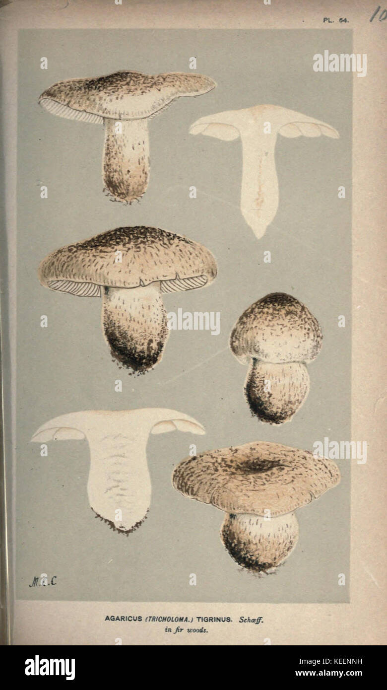 Illustrations of British Fungi (Hymenomycetes), to serve as an atlas to ...