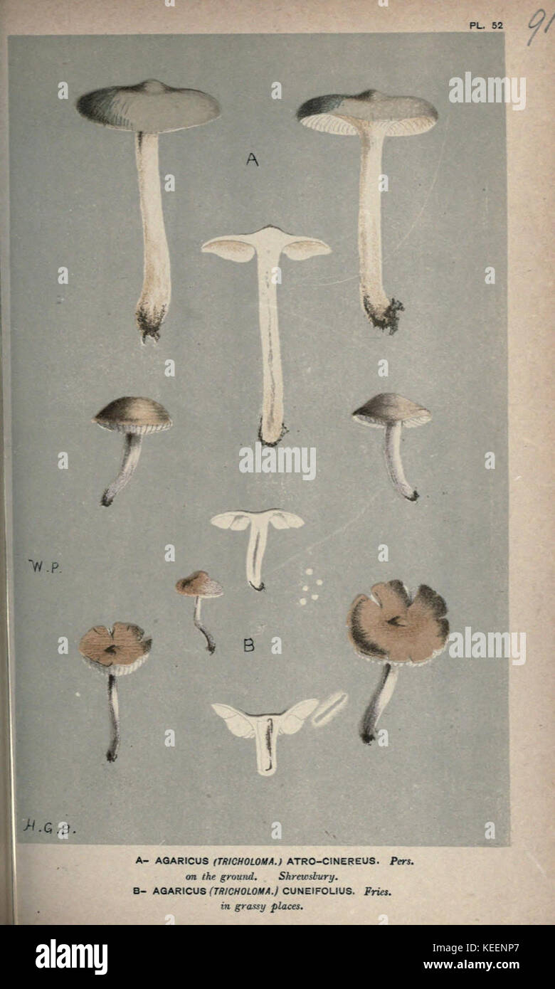 Illustrations of British Fungi (Hymenomycetes), to serve as an atlas to ...