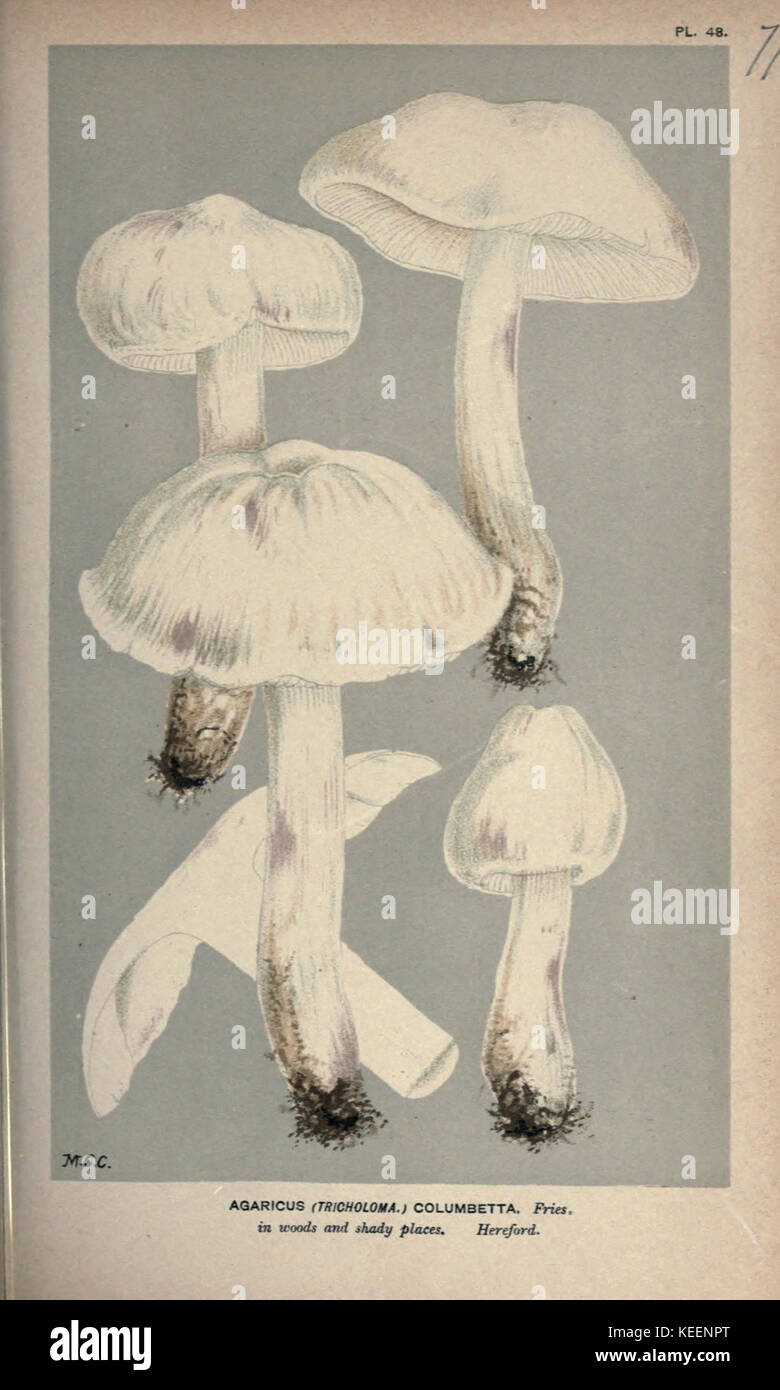 Illustrations of British Fungi (Hymenomycetes), to serve as an atlas to ...