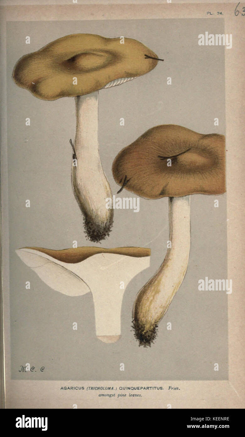 Illustrations of British Fungi (Hymenomycetes), to serve as an atlas to ...