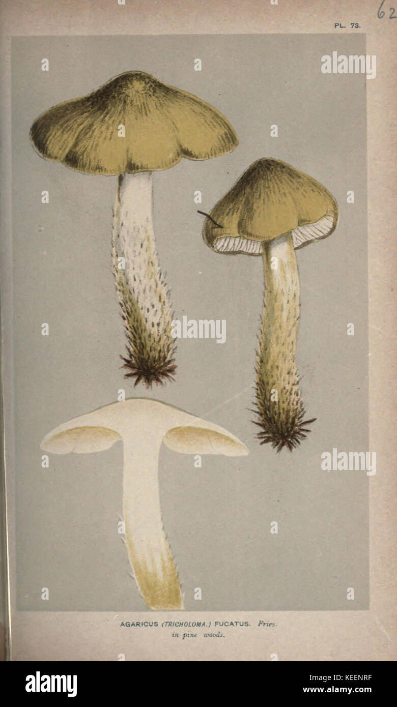 Illustrations of British Fungi (Hymenomycetes), to serve as an atlas to ...