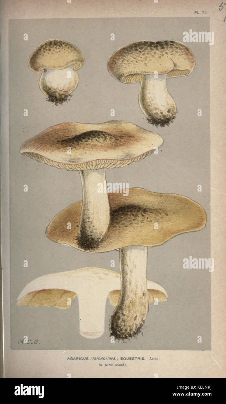 Illustrations of British Fungi (Hymenomycetes), to serve as an atlas to ...