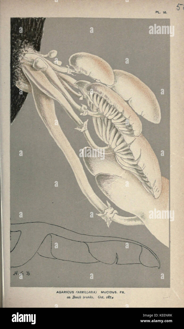 Illustration Plate 58 from atlas of British Fungi, depicting ...