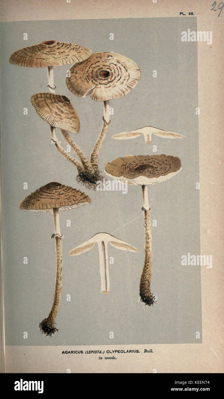 Illustrations of British Fungi (Hymenomycetes), to serve as an atlas to ...