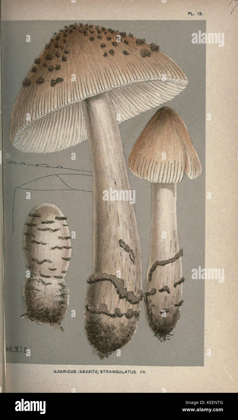 Illustrations of British Fungi (Hymenomycetes), to serve as an atlas to ...