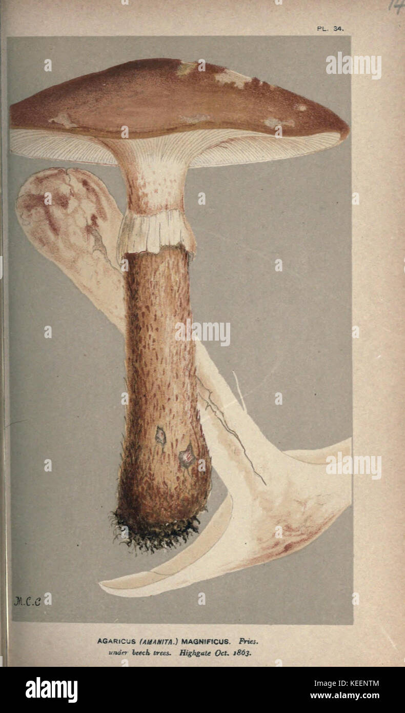 Illustrations of British Fungi (Hymenomycetes), to serve as an atlas to ...