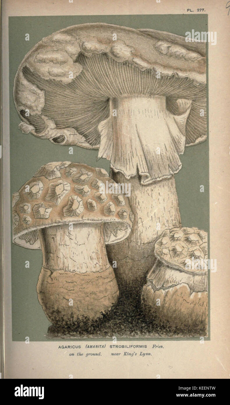 Illustrations of British Fungi (Hymenomycetes), to serve as an atlas to ...
