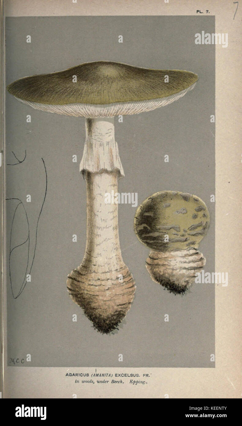 Illustrations of British Fungi (Hymenomycetes), to serve as an atlas to ...