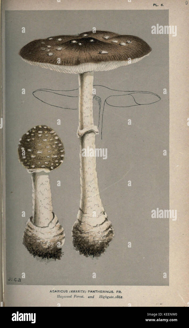 Illustrations of British Fungi (Hymenomycetes), to serve as an atlas to ...