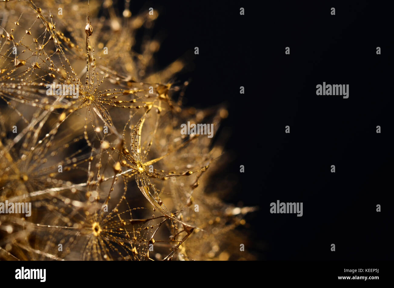 Christmas background : gold dandelion seeds flower on black Stock Photo ...