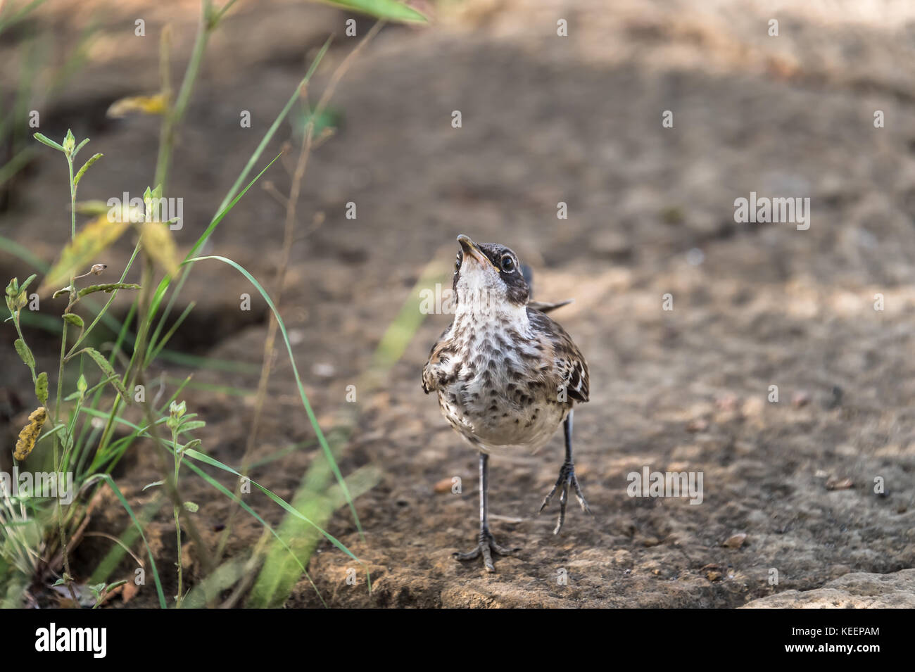Galapagos mockingbird (Mimus parvulus) at Tagus Cove, Isabela Island ...