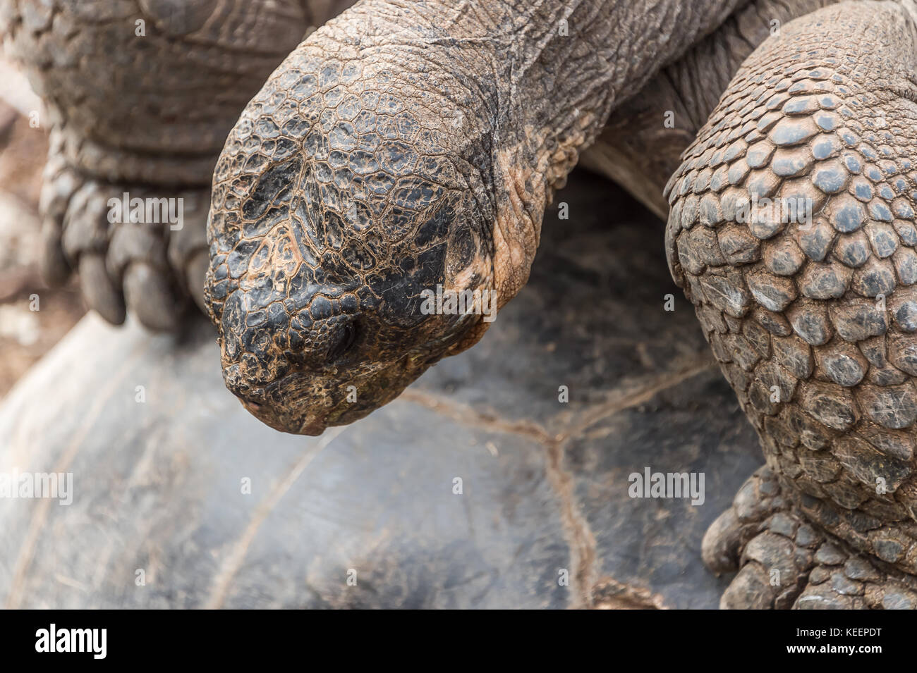 Giant Tortoise, (Geochelone nigra), the largest living species of ...