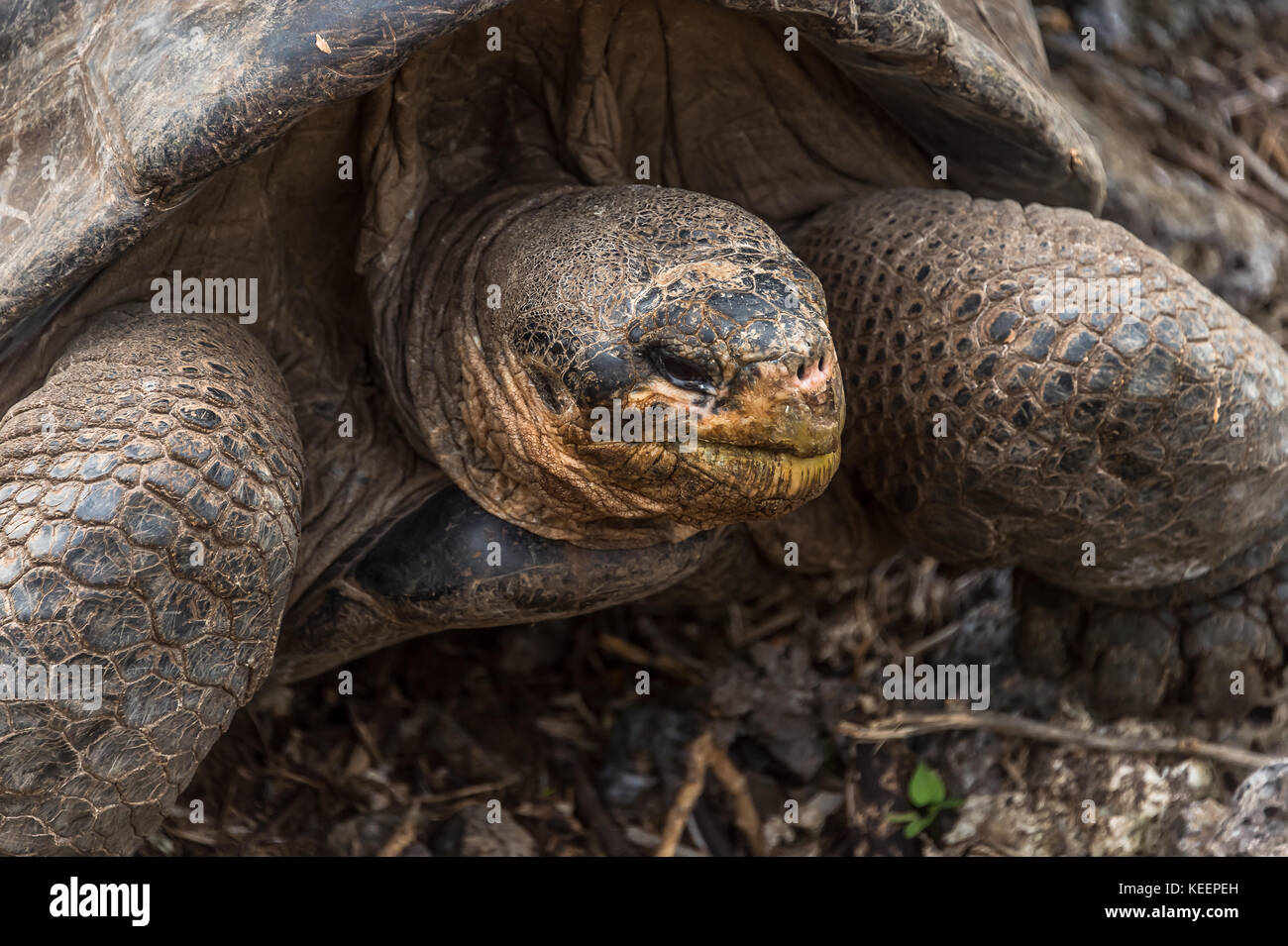 Giant Tortoise, (Geochelone nigra), the largest living species of ...