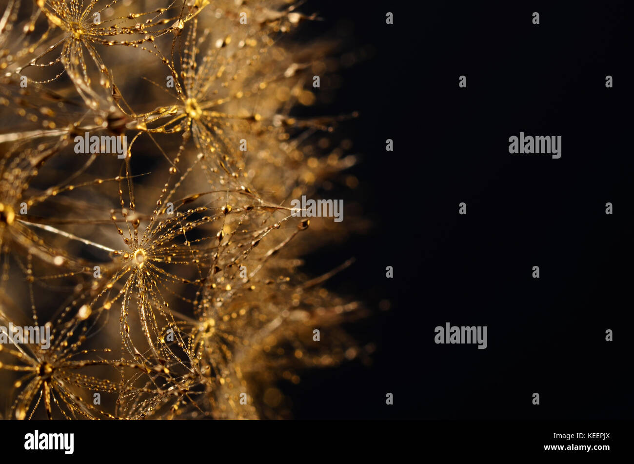 Christmas background : gold dandelion seeds flower on black Stock Photo ...