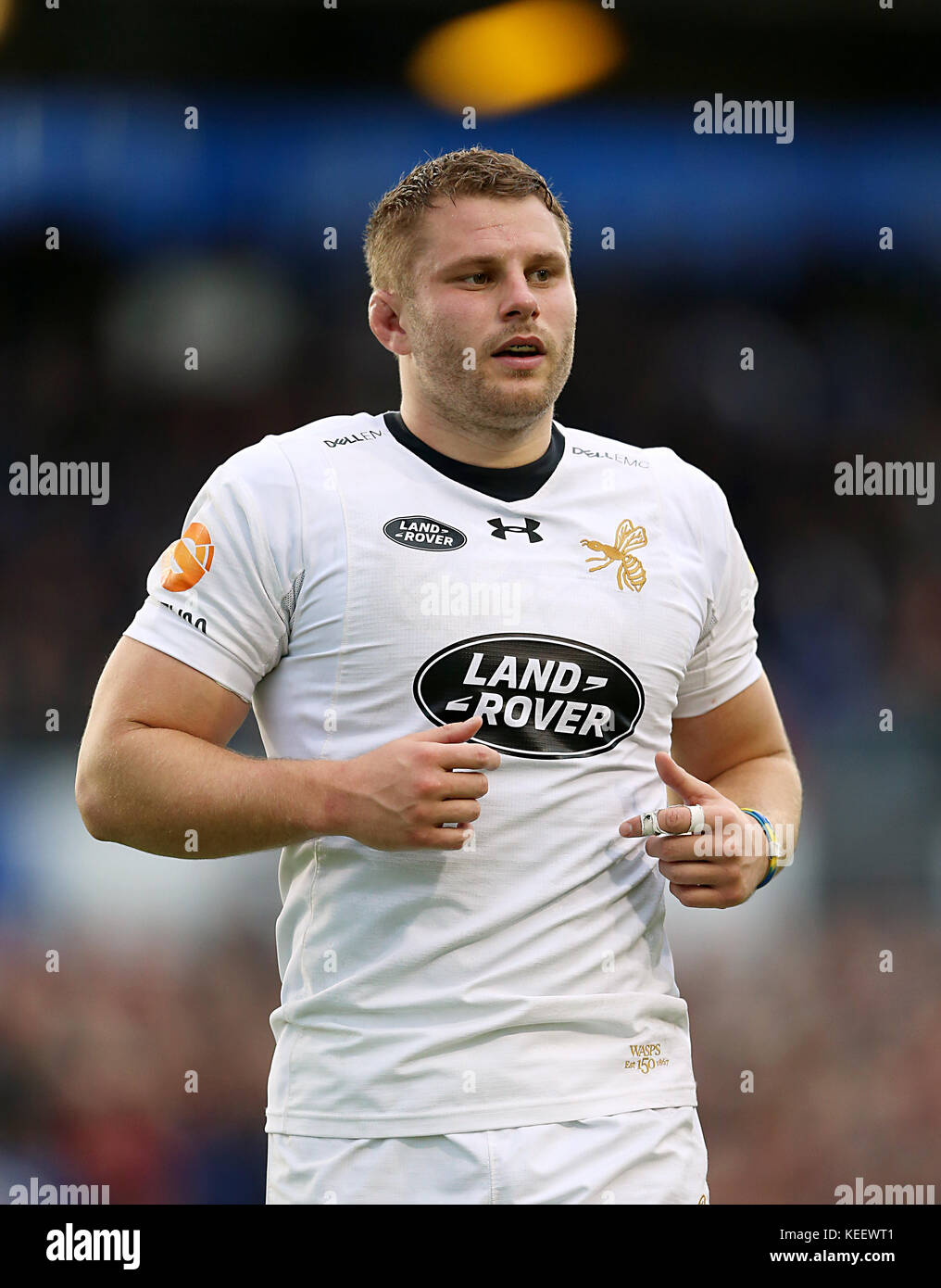 Young wasps hi-res stock photography and images - Alamy