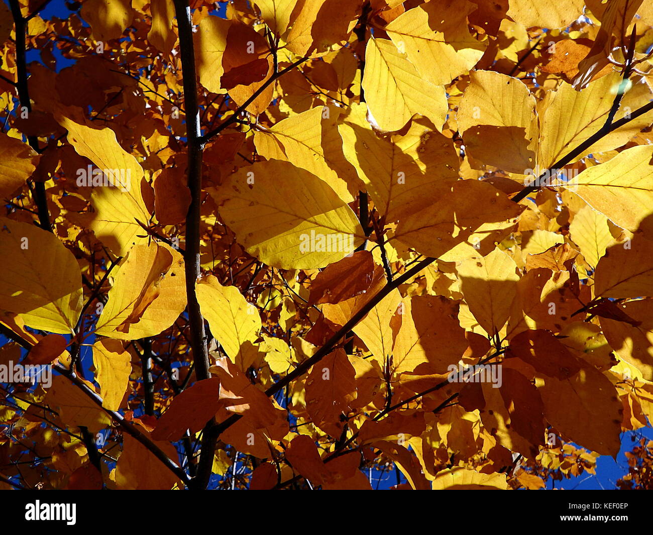 Colored beech leaf, (Fagus sylvatica), Autumn-colors Stock Photo - Alamy