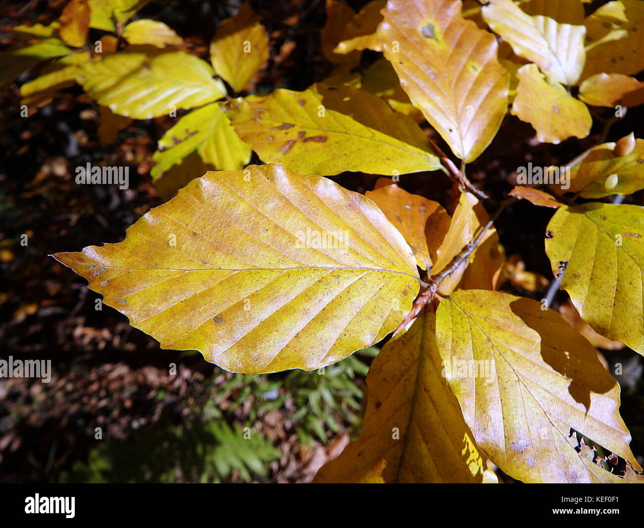 Colored beech leaf, (Fagus sylvatica), Autumn-colors Stock Photo - Alamy