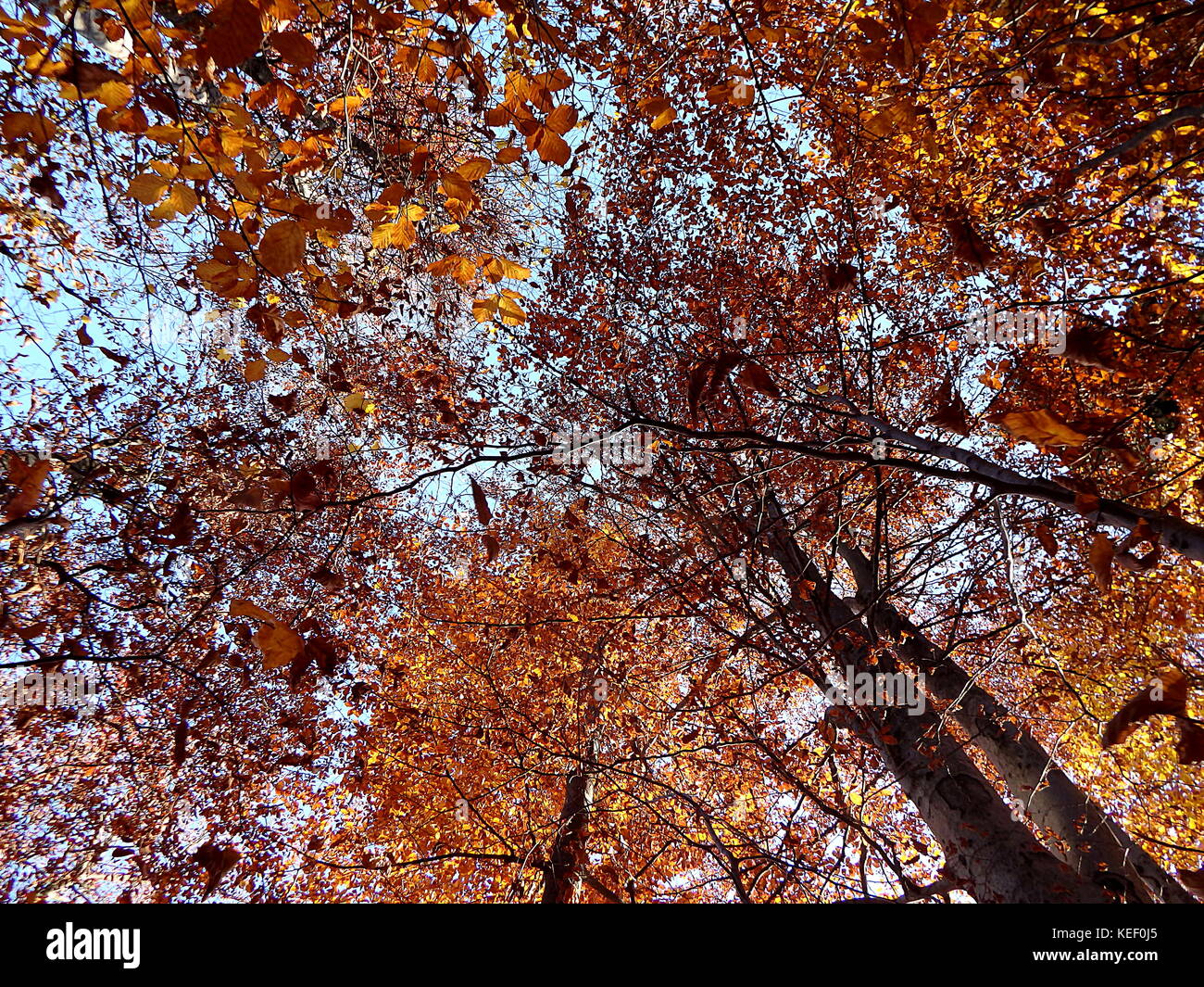 Colored beech leaf, (Fagus sylvatica), Autumn-colors Stock Photo - Alamy