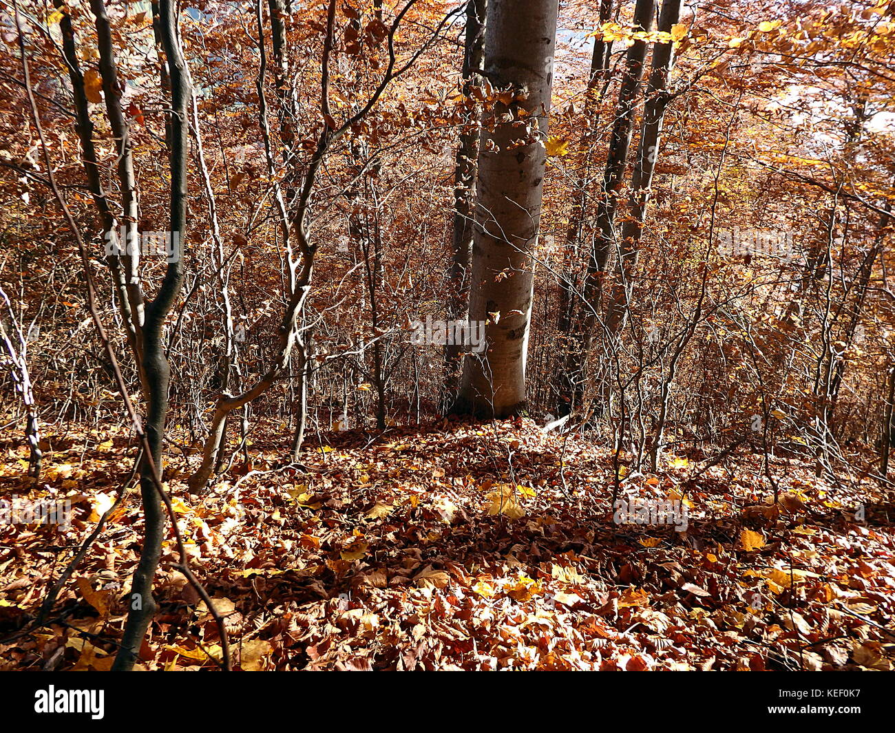 Colored beech leaf, (Fagus sylvatica), Autumn-colors Stock Photo - Alamy