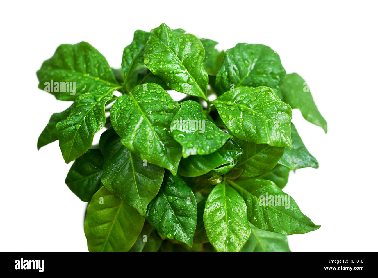 Young sprouts of coffee tree in a pot. Coffee tree leaves with drops of ...