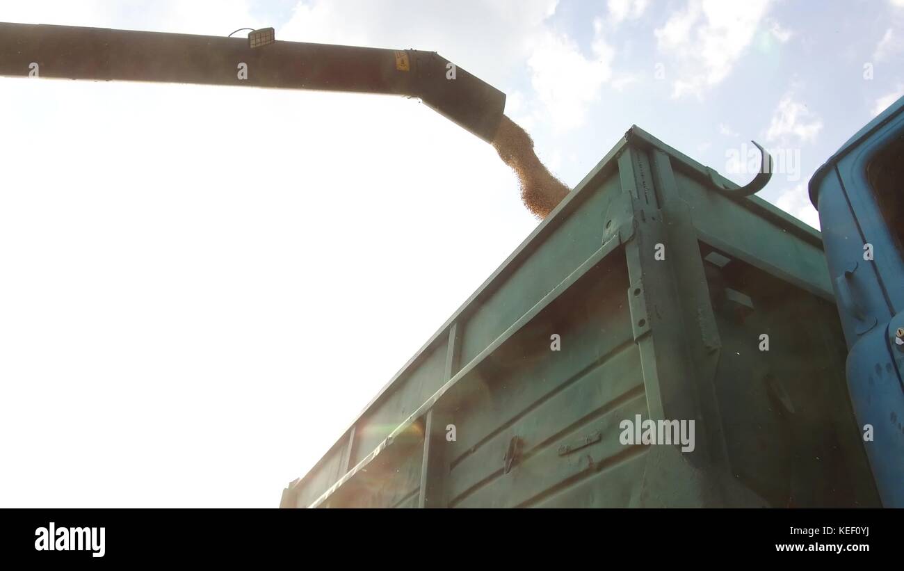 Combine harvester unloading architecture grain into wagon. Combine ...
