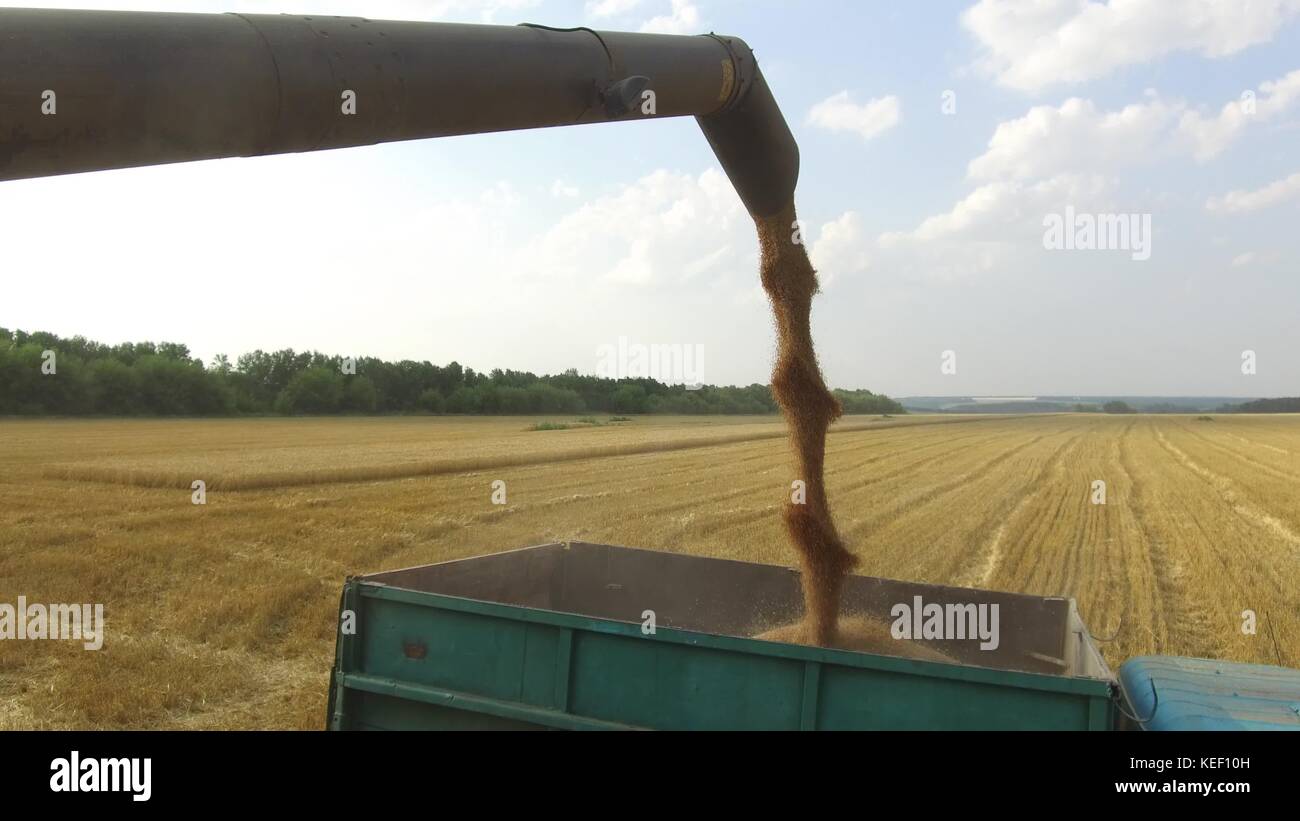 Combine harvester unloading architecture grain into wagon. Combine ...