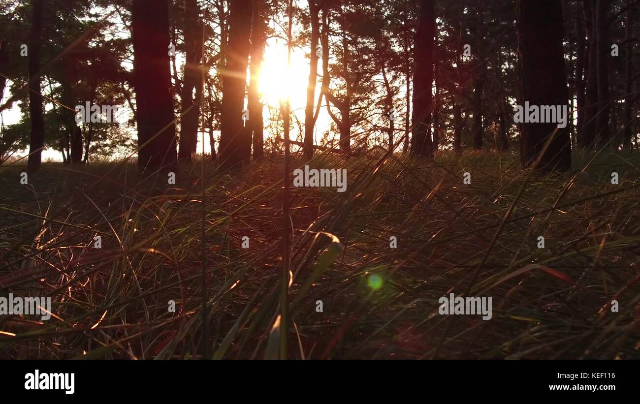 Forest pine moving sunlight glare sun. Autumn nature sunrise beautiful ...