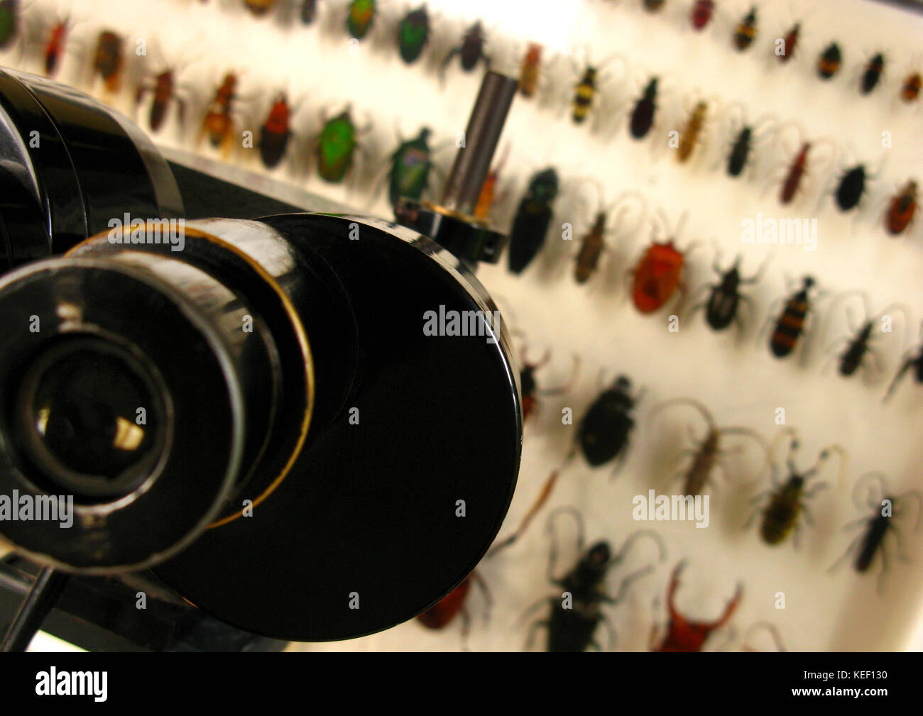Detail of a large magnifying glass in a laboratory study of insects ...
