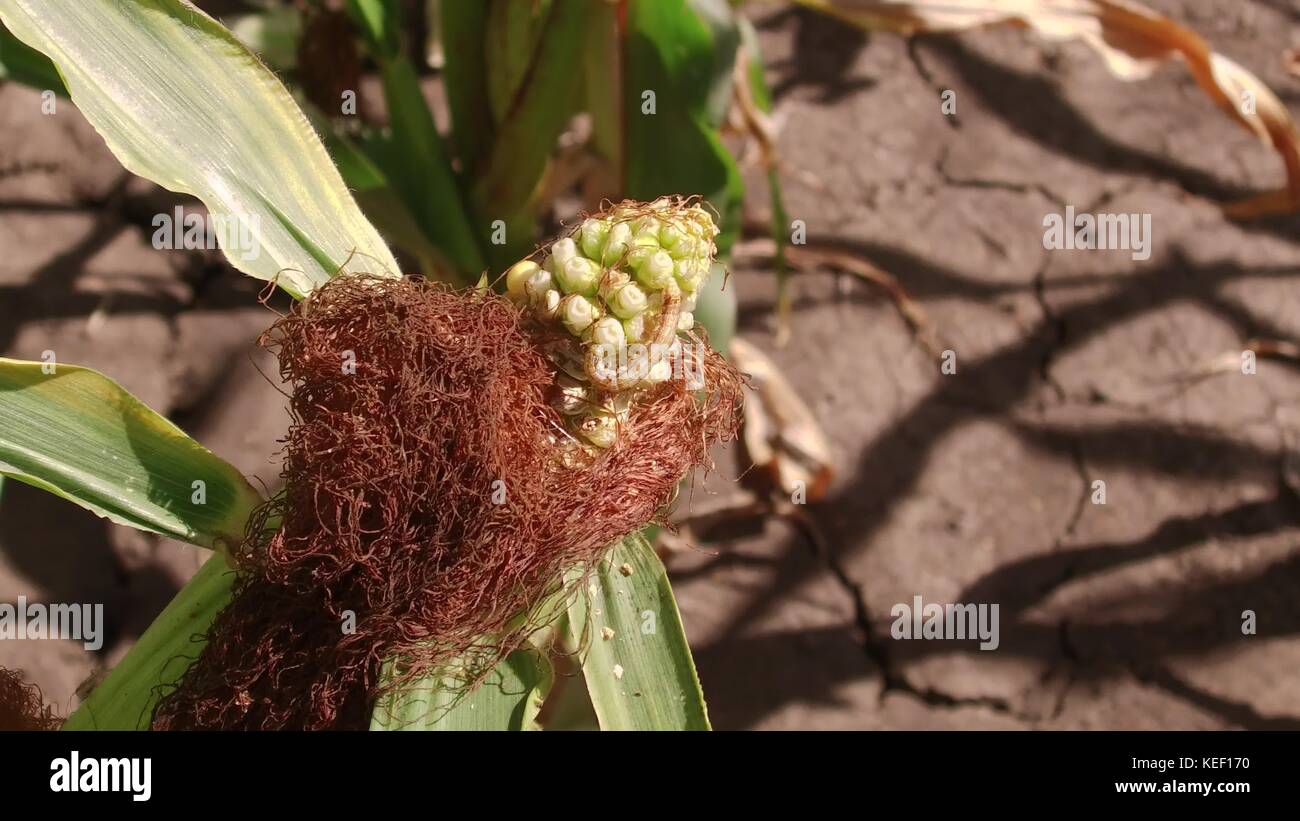 Worm is a pest on corn. Corn field agriculture. corn farm green grass ...
