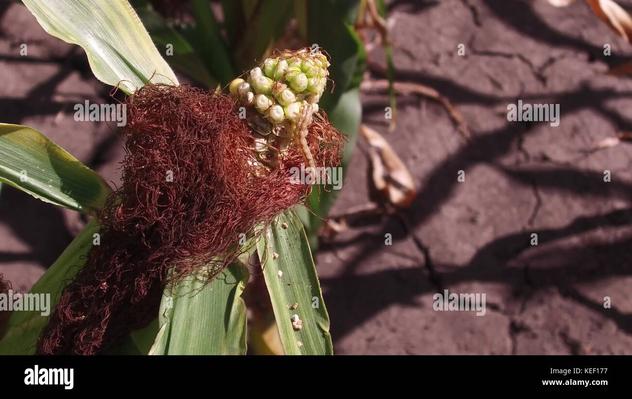 Worm is a pest on corn. Corn field agriculture. corn farm green grass ...