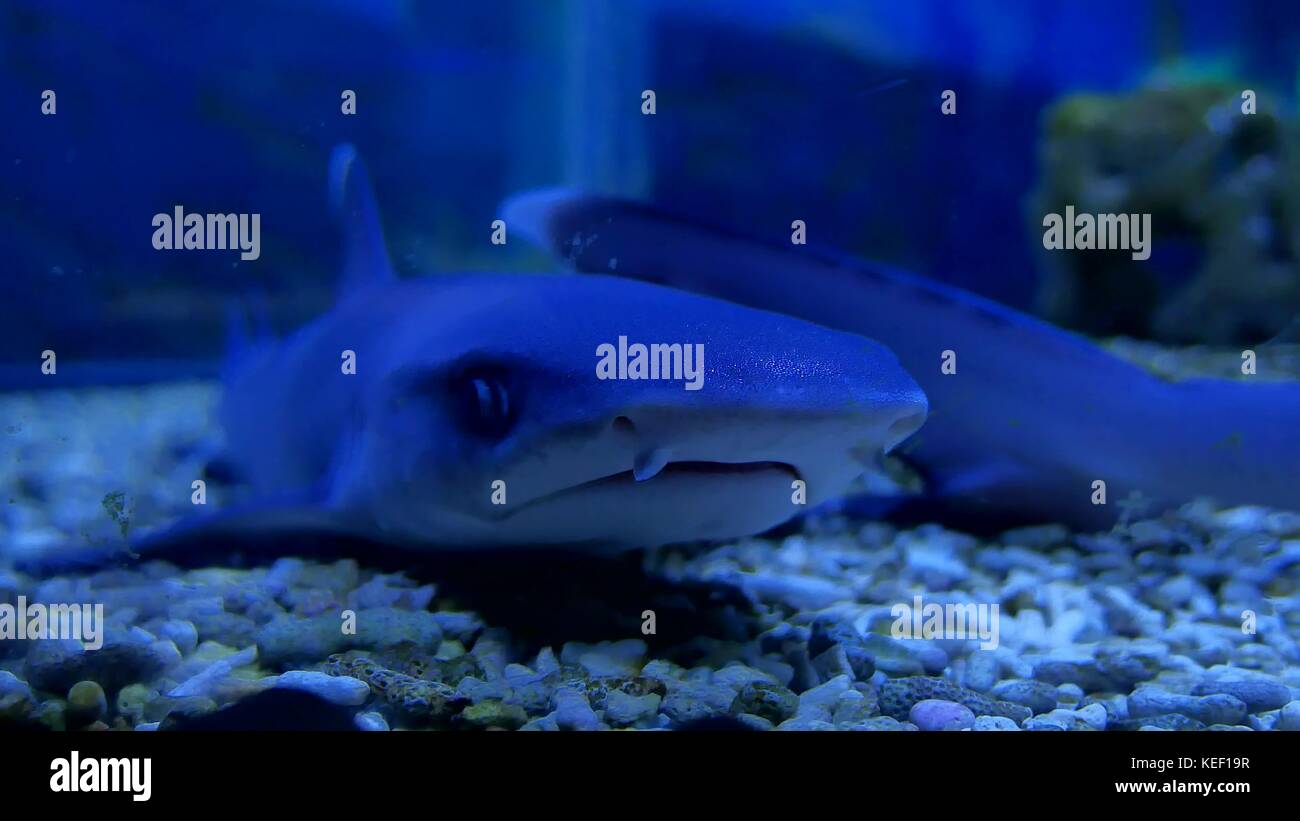 Shark in an aquarium in the water. Fish predator shark ocean Stock ...
