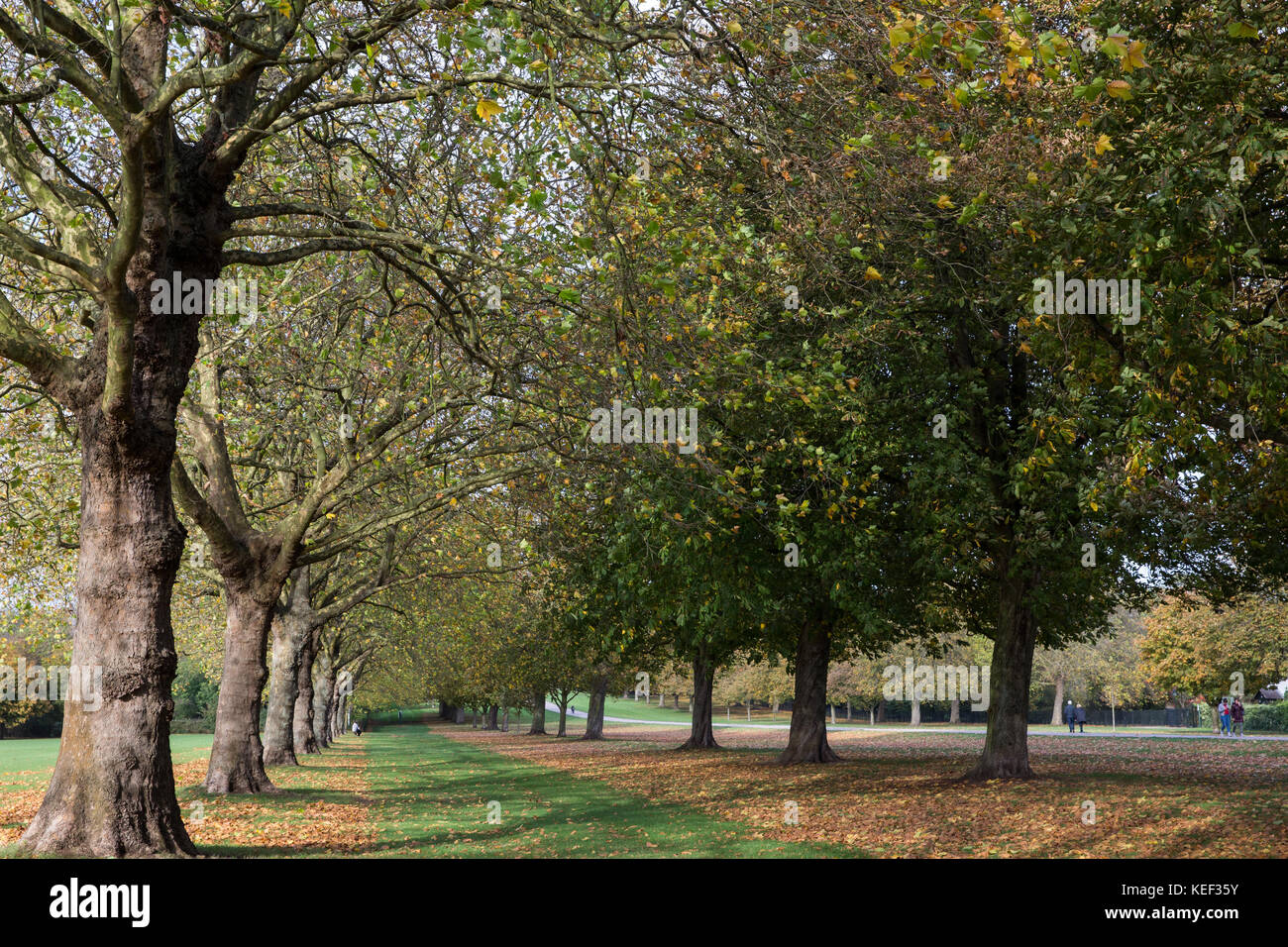 Windsor, UK. 20th Oct, 2017. UK Weather. Partially cleared autumn ...