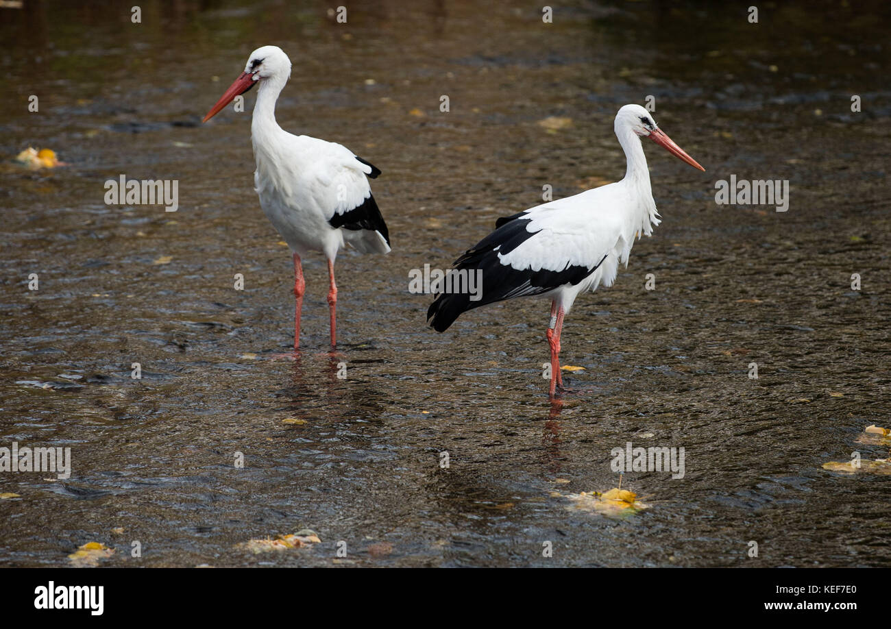 Turckheim, France. 20th Oct, 2017. Two storks in a river in Turckheim ...