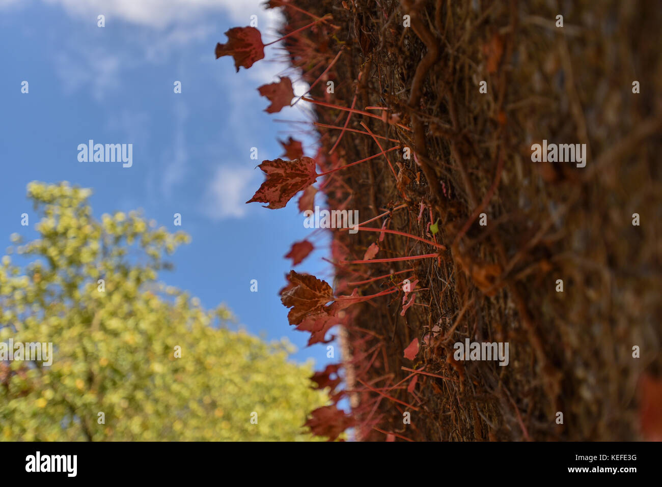 Horse Guards, London, UK. 21st Oct, 2017. UK Weather. Admiralty Citadel ...