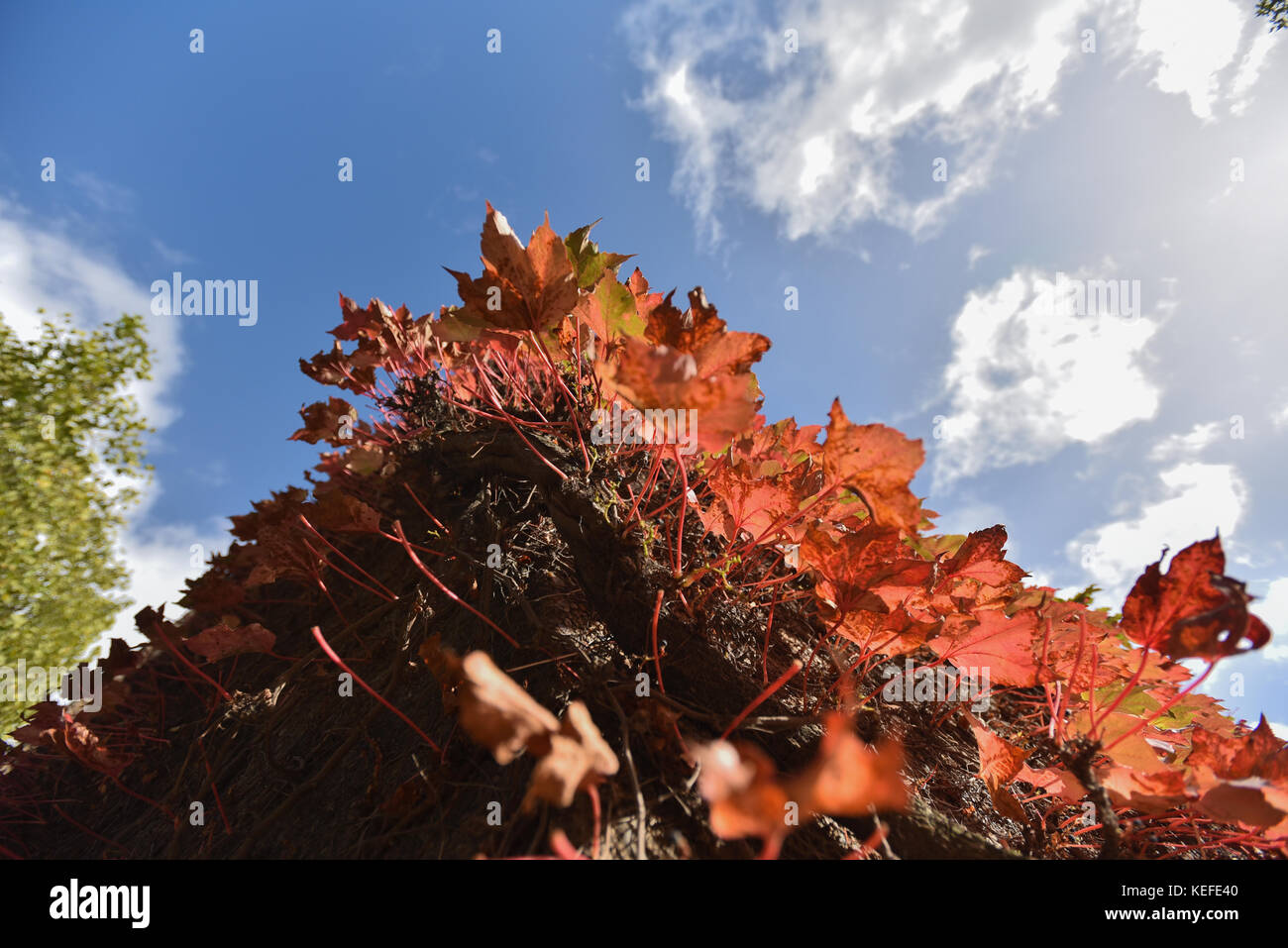 Horse Guards, London, UK. 21st Oct, 2017. UK Weather. Admiralty Citadel ...