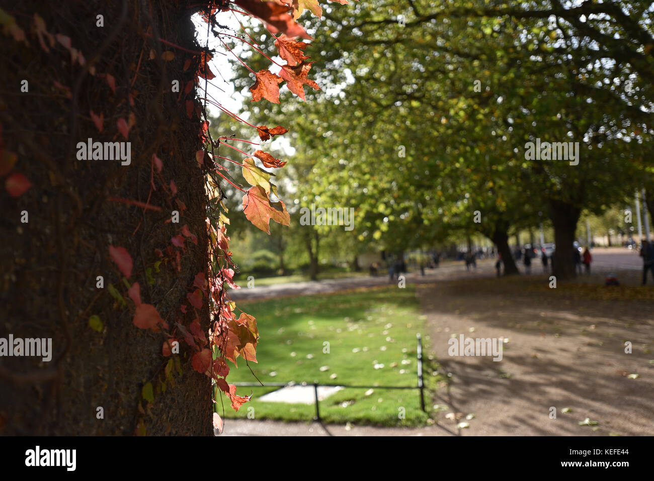 Horse Guards, London, UK. 21st Oct, 2017. UK Weather. Admiralty Citadel ...