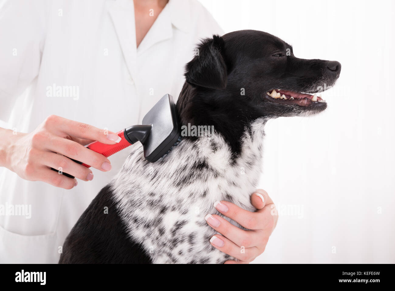 Vet grooming hi-res stock photography and images - Alamy
