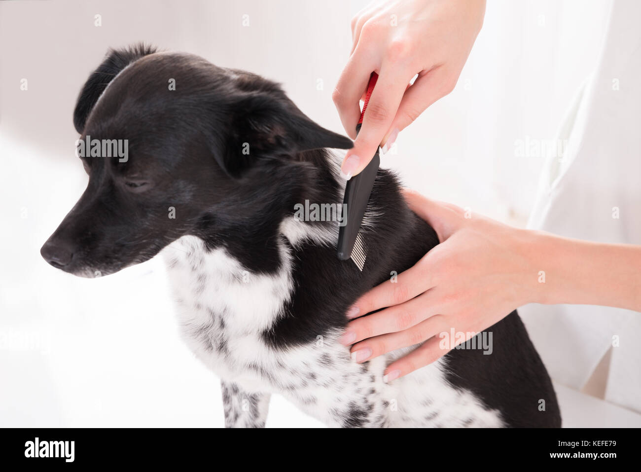 Close-up Of A Vet Combing Dog's Hair Stock Photo - Alamy
