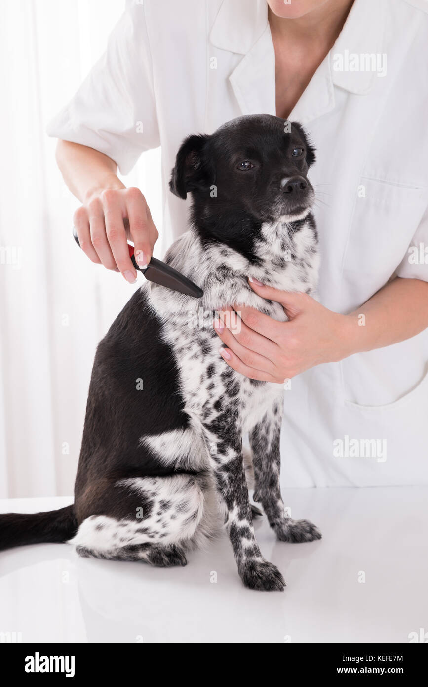 Close-up Of A Vet Combing Dog's Hair Stock Photo - Alamy