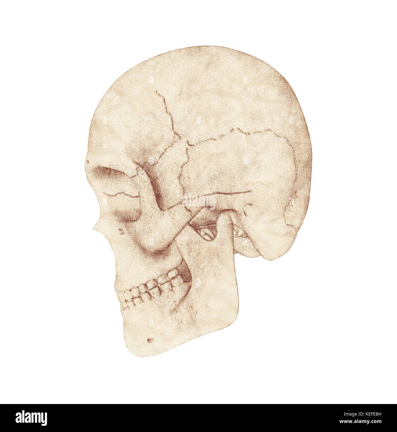 Side profile view of human skull on a white background Stock Photo - Alamy