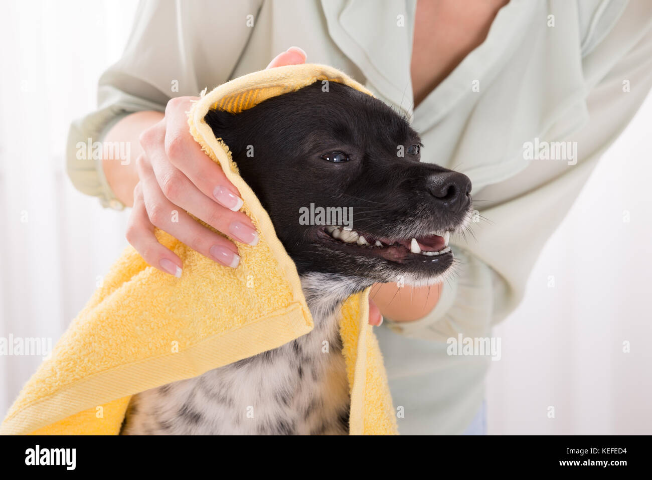 Wet dog drying hi-res stock photography and images - Alamy
