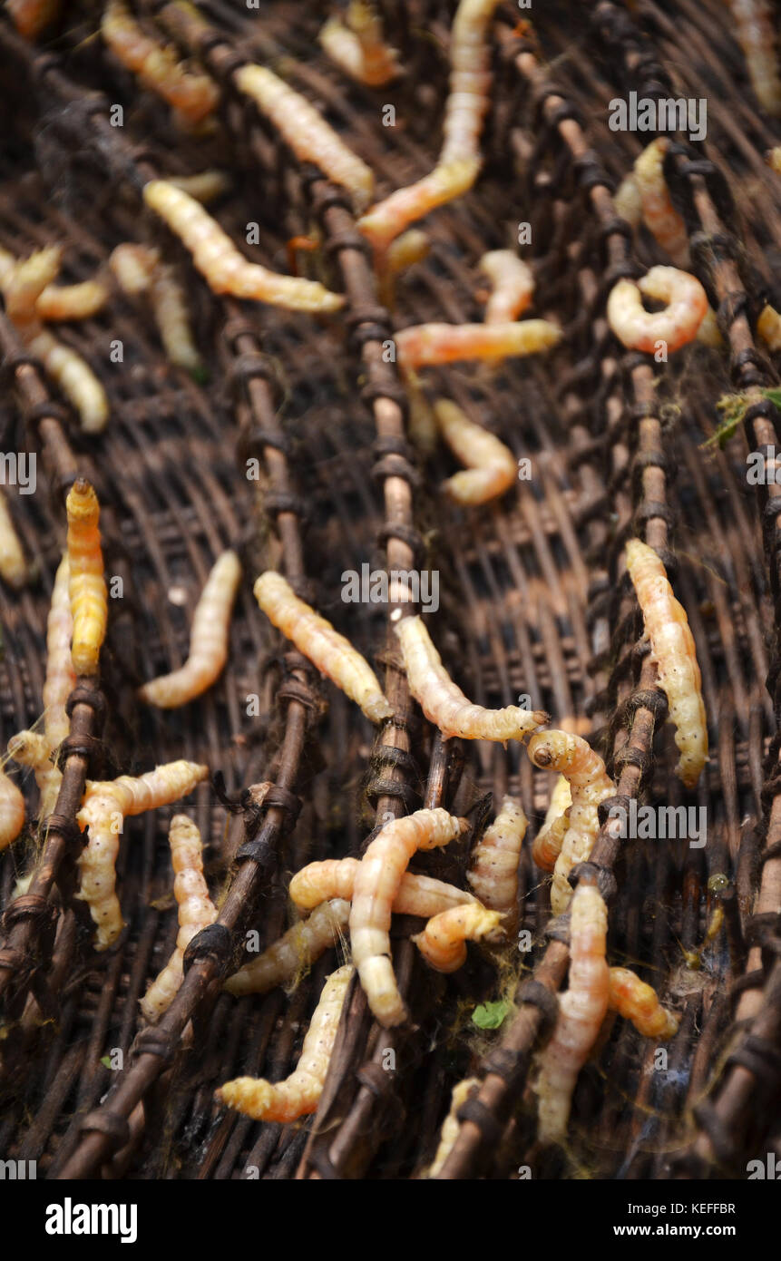 Silkworms spinning thread hi-res stock photography and images - Alamy